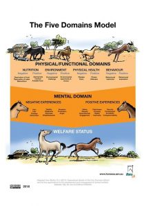 What is welfare? - National Equine Welfare Council