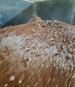 Rainscald - National Equine Welfare Council