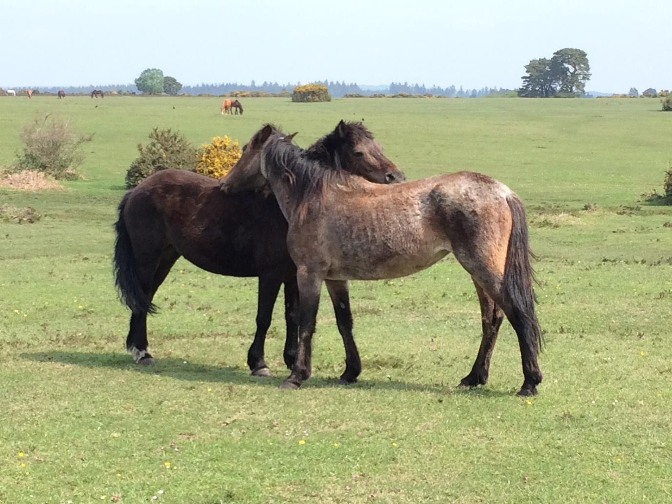 Equine Behaviour - National Equine Welfare Council