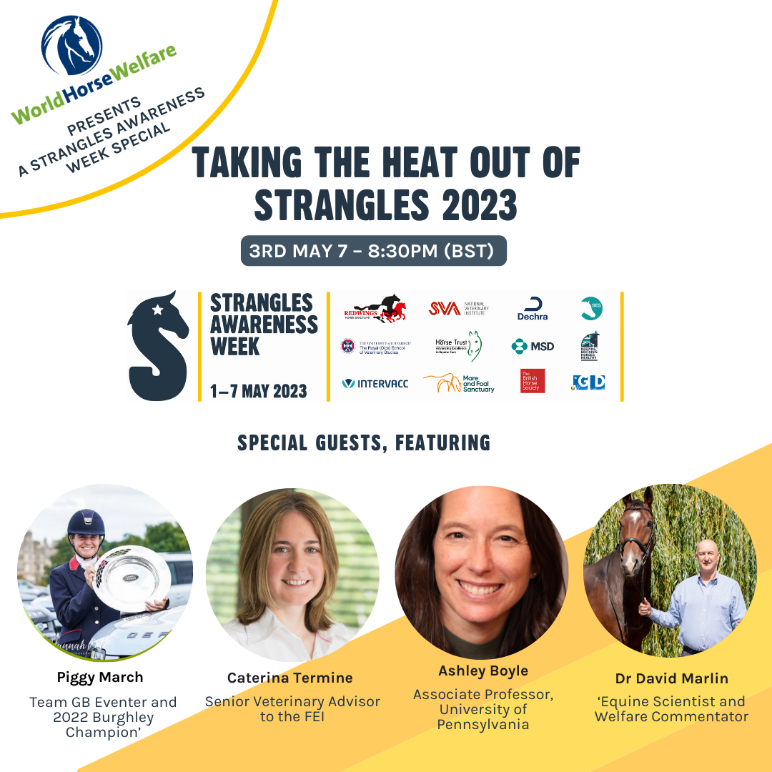 Owners invited to free one-off webinar during next week's Strangles ...